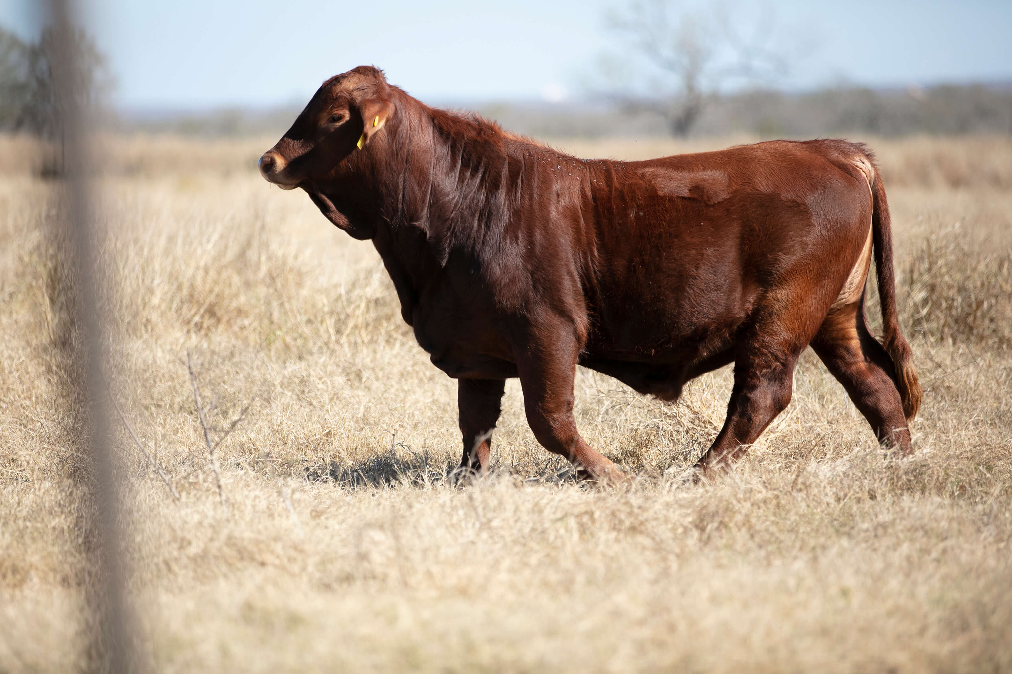 Rafter 2 Ranch - Cattle