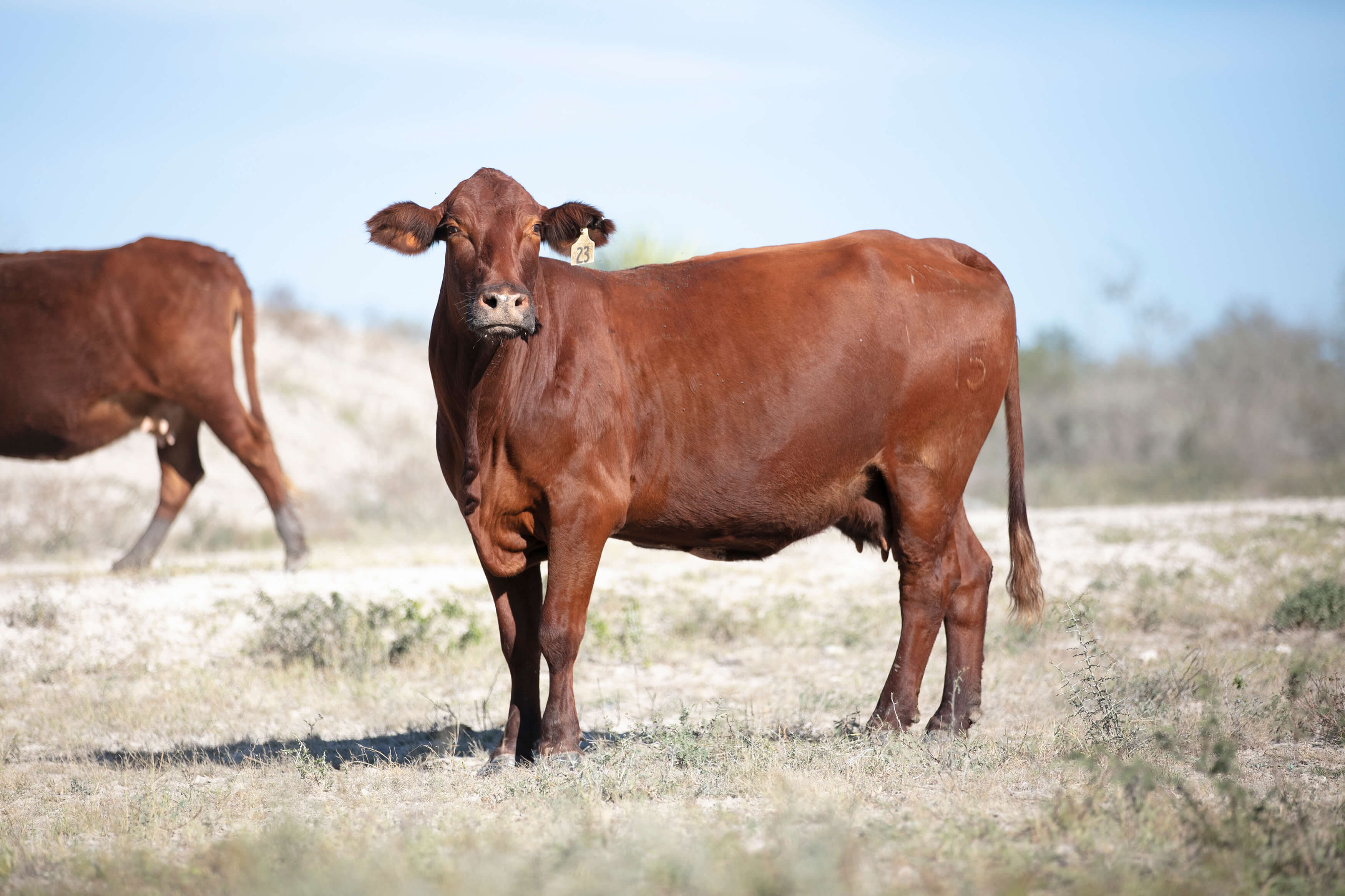 Rafter 2 Ranch - Cattle
